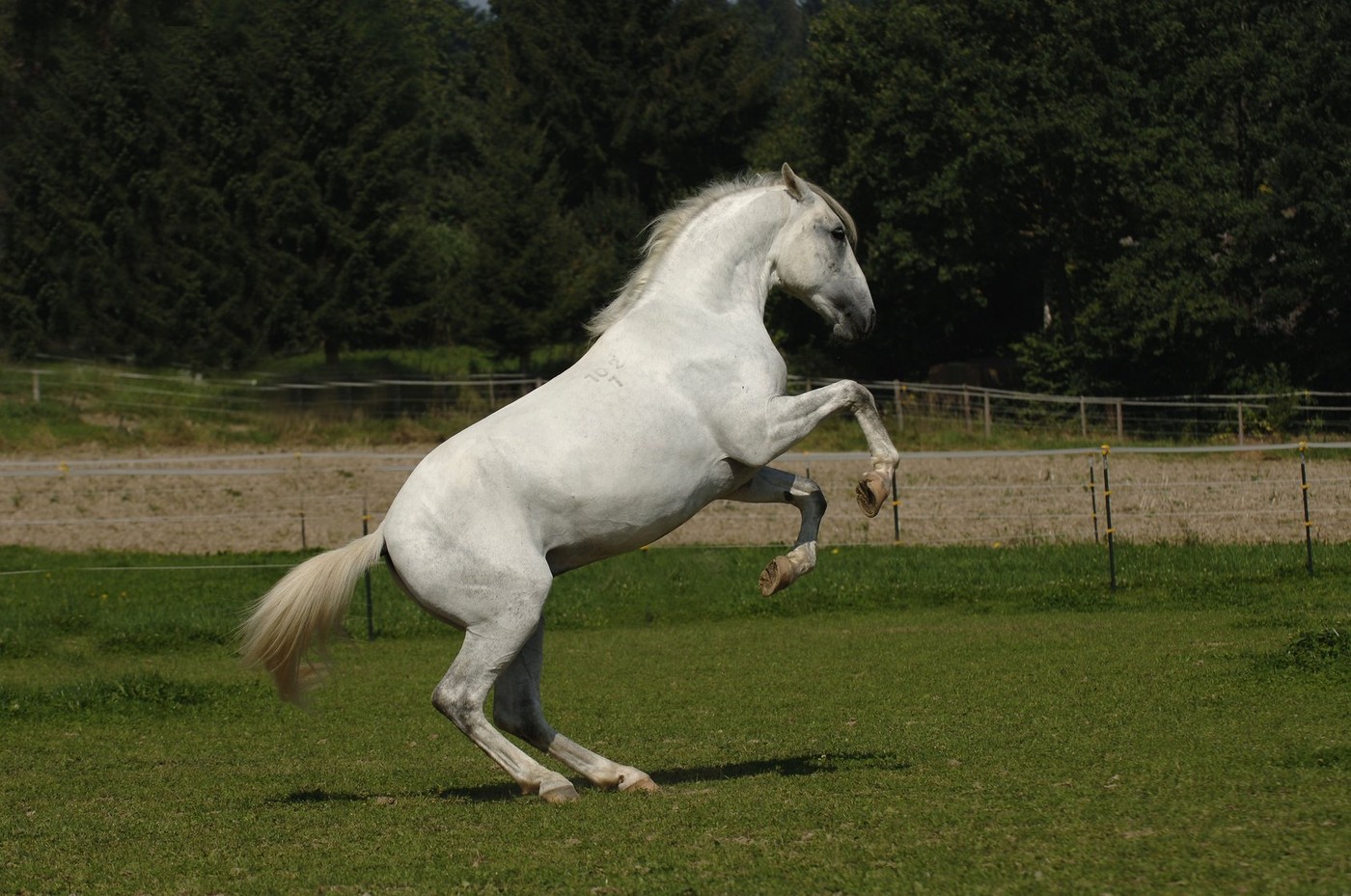 V Lipici obeležili 50 let ljubljanske postaje konjeniške policije ...