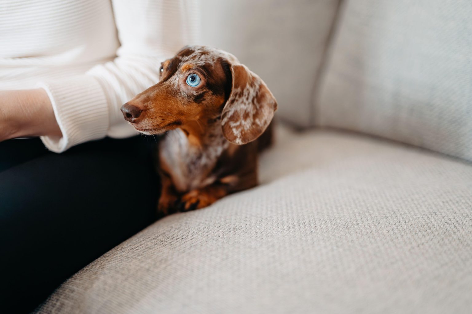 Velika novost: Mačke bo treba čipirati - Tačka.over.net