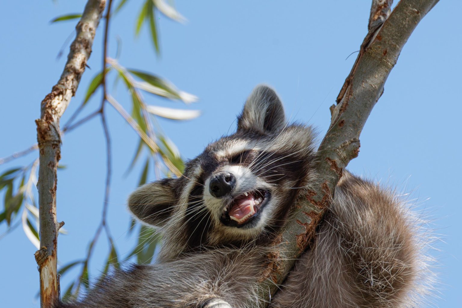 V tujini jih imajo za ljubljenčke, pri nas veljajo za invazivne - Tačka.over.net